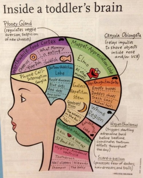 My Paisley World What s Inside The Brain Of A Toddler My Paisley World What s Inside The Brain Of A Toddler