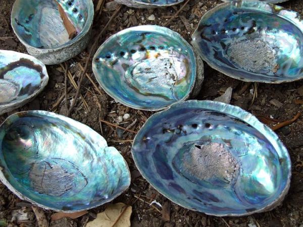 All About Seashells - Neatorama