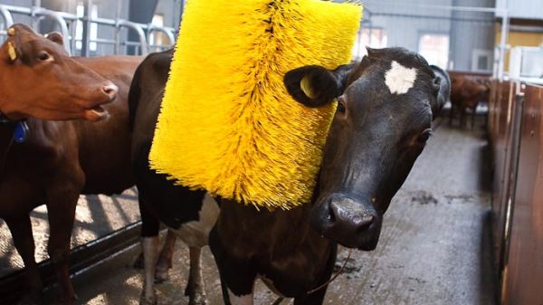 Cow Wash - Neatorama
