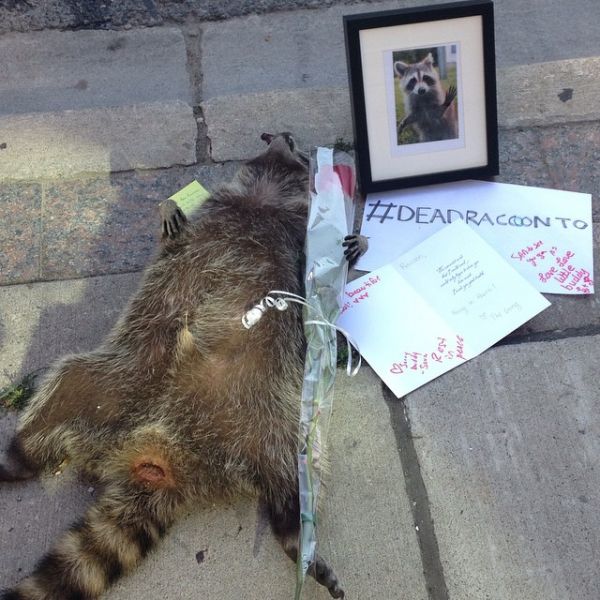 Toronto Erects a Memorial for a Dead Raccoon Left in the Street - Neatorama