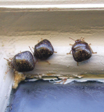 Invasive Bugs Eat Invasive Plant - Neatorama