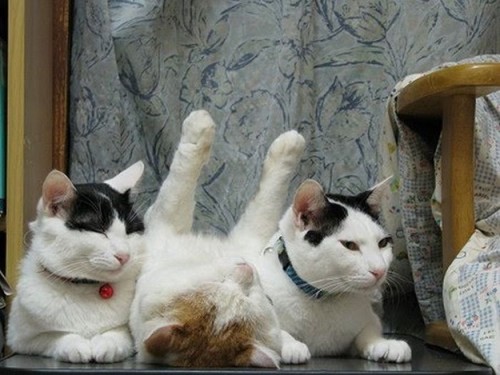 The 30 Most Important Cats Of 2011 - Neatorama